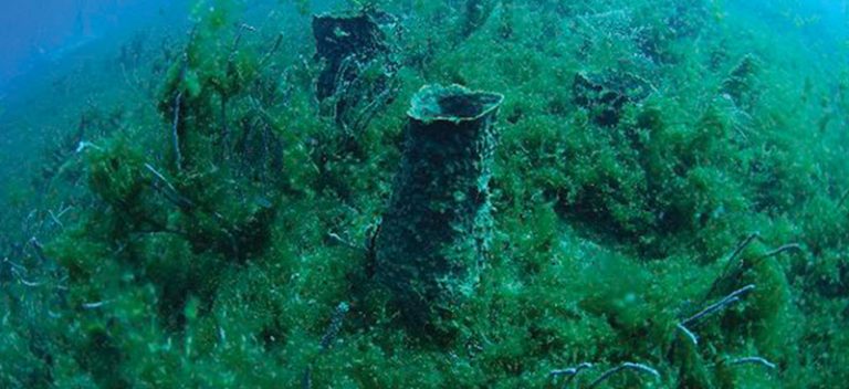 Algae Control - Harbor Aquatics