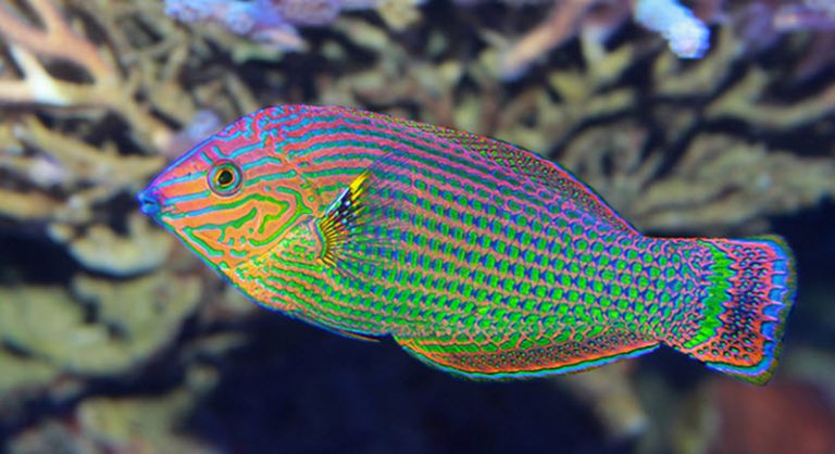 Wrasses - Harbor Aquatics